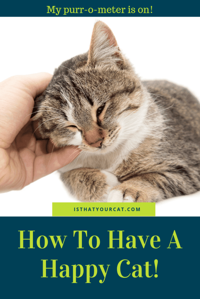 How To Have A Happy Cat!