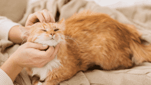 Be An Expert At Petting Your Cat The Right Way