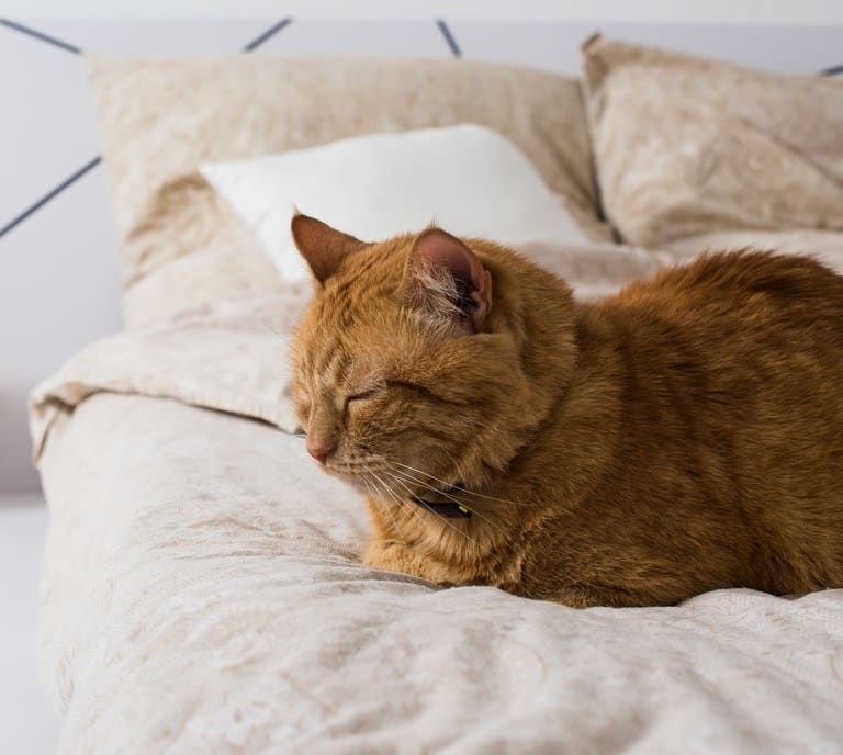 18 Misconceptions About Cats! Debunking Misunderstandings