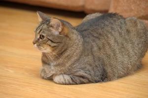 Why Does My Cat Scratch Me? It's A Full On Assault