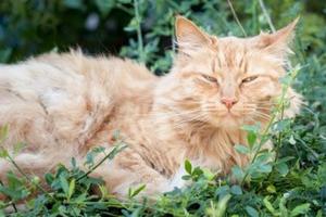 12 Telltale Signs Of A Cat Aging That Are Not Always Obvious