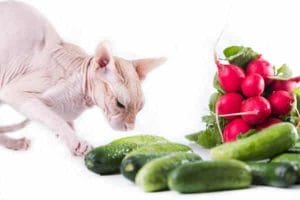 Some Strange Reasons Why Cats Are So Afraid Of Cucumbers