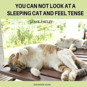 Favorite, Popular And Funny Cat Sayings With Photos | Fun