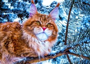 How Do Different Breeds Of Cat Cope With Cold Weather? Tough Cats!