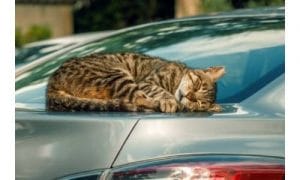 Learn How To Keep Cats Off Cars And Keep Them Away
