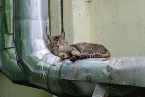 Where Do Cats Sleep Outside At Night? A Sad And Exposed Life For Some!