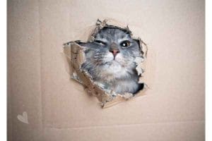 Why Do Cats Eat Cardboard? Is It Bad For Them? What Happens?
