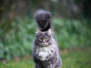 Common Cat Behaviors Explained To Help You Understand Your Cat