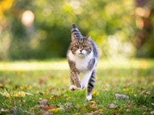 How To Call A Cat Back Home With Success Every Time!