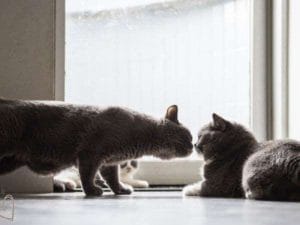 So You Are Thinking About Getting A Third Cat. Is It A Good Idea?