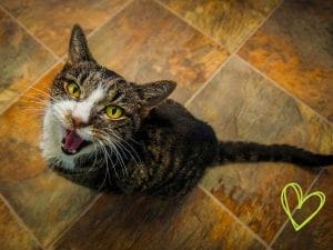 What Do Different Meows Mean? Can They Help You Understand Your Cat?