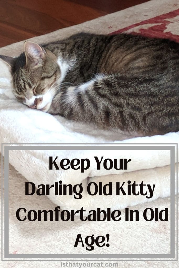 12 Telltale Signs Of A Cat Aging That Are Not Always Obvious