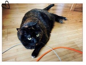 How To Hide Cords From Cats - Keep The Cat Safe