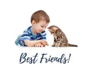 First Time Cat Owner? Read Our Ultimate Guide For New Cat Owners