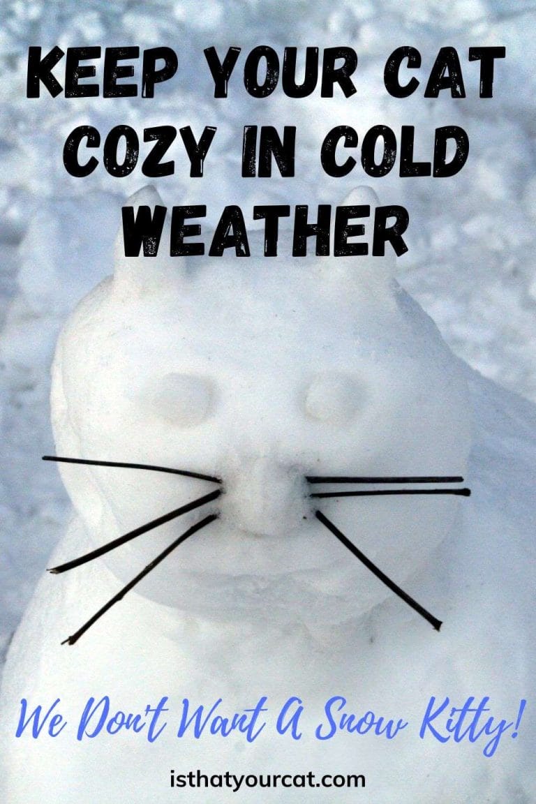 8 Simple Ways To Keep My Cat Cozy In Cold Weather