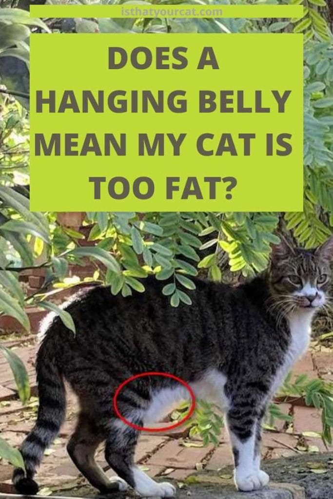 Why Does A Cat's Belly Hang? Does It Bother The Cat?