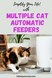 Multiple Cat Automatic Feeders - A Lifesaver For Feeding More Than One Cat