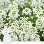 Flower Themed Names For Cats - Fun And Joy With Floral Names