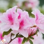 Flower Themed Names For Cats - Fun And Joy With Floral Names
