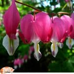 Flower Themed Names For Cats - Fun And Joy With Floral Names