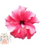 Flower Themed Names For Cats - Fun And Joy With Floral Names