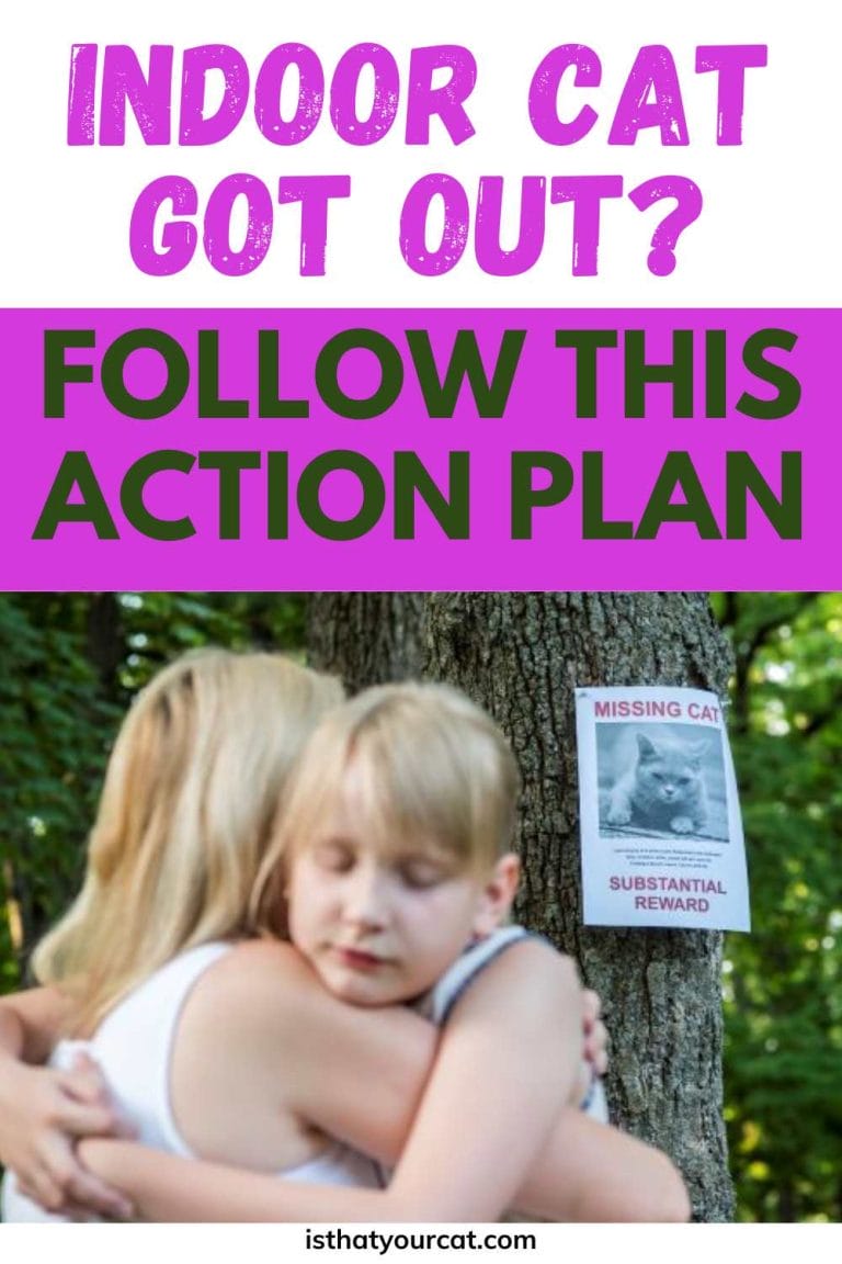 What To Do If Your Indoor Cat Got Out? Preventive Tips And Solutions