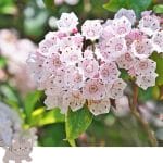 Flower Themed Names For Cats - Fun And Joy With Floral Names