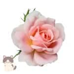 Flower Themed Names For Cats - Fun And Joy With Floral Names