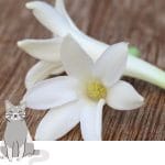 Flower Themed Names For Cats - Fun And Joy With Floral Names
