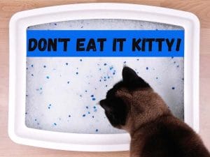 Cat Eating Litter! Why? What Are The Causes And Solutions?