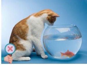 How To Cat Proof A Fish Tank! No Cats Allowed Here!