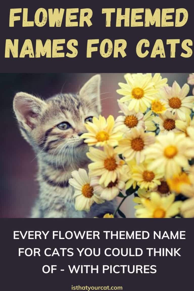 Flower Themed Names For Cats Fun And Joy With Floral Names Flower Themed Names For Cats Fun And Joy With Floral Names