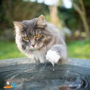 Cat Breeds That Love Water: A Guide To Aquatic Felines