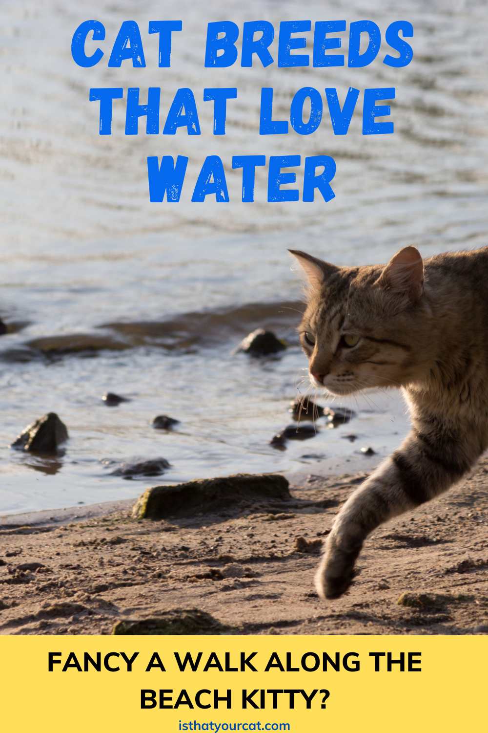 Cat Breeds That Love Water: A Guide To Aquatic Felines
