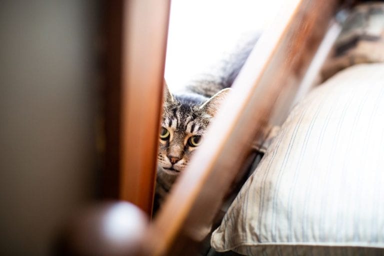 Cat Hiding After Moving To New Home: Keep Your Cat Calm And Safe