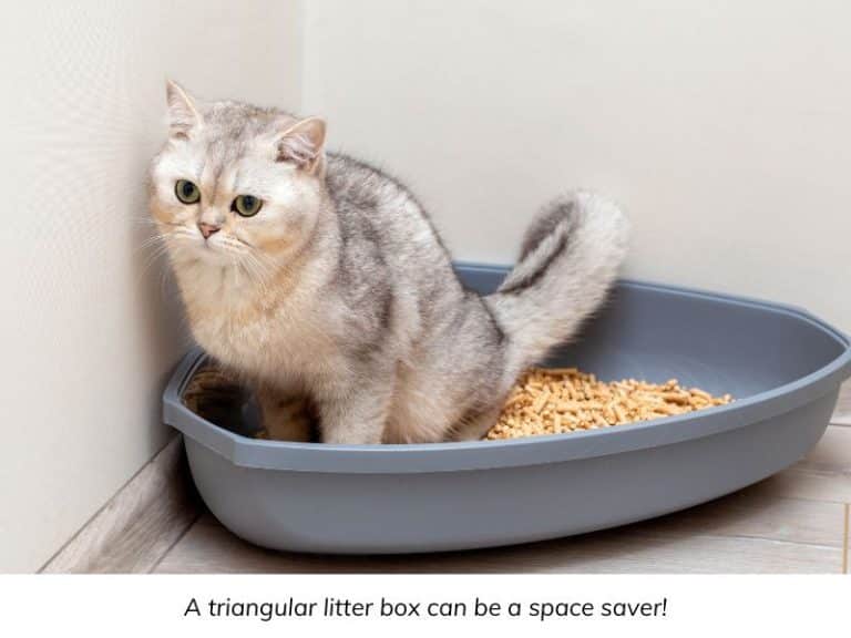 Where To Put The Cat Litter Box! Find The Perfect Spot!
