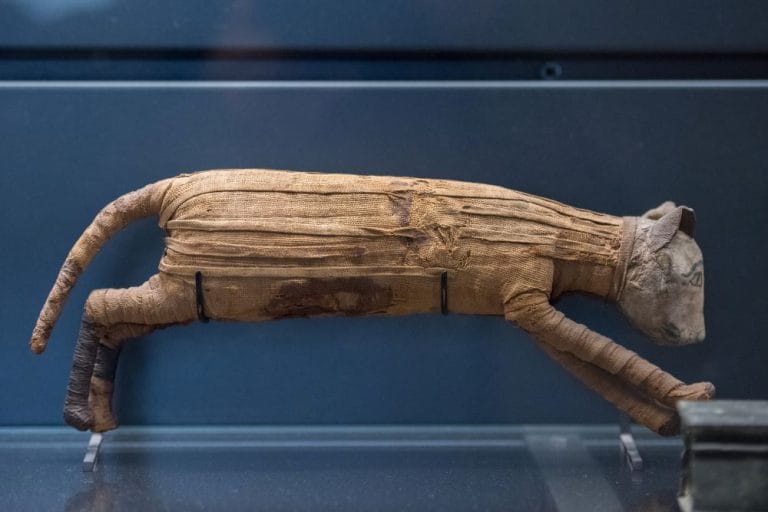 Cat Whiskers In Folklore And Mythology- Legends Unveiled