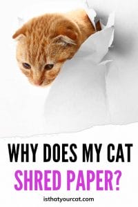 Why Does My Cat Shred Paper? Does It Matter? | Cat Behavior/Care