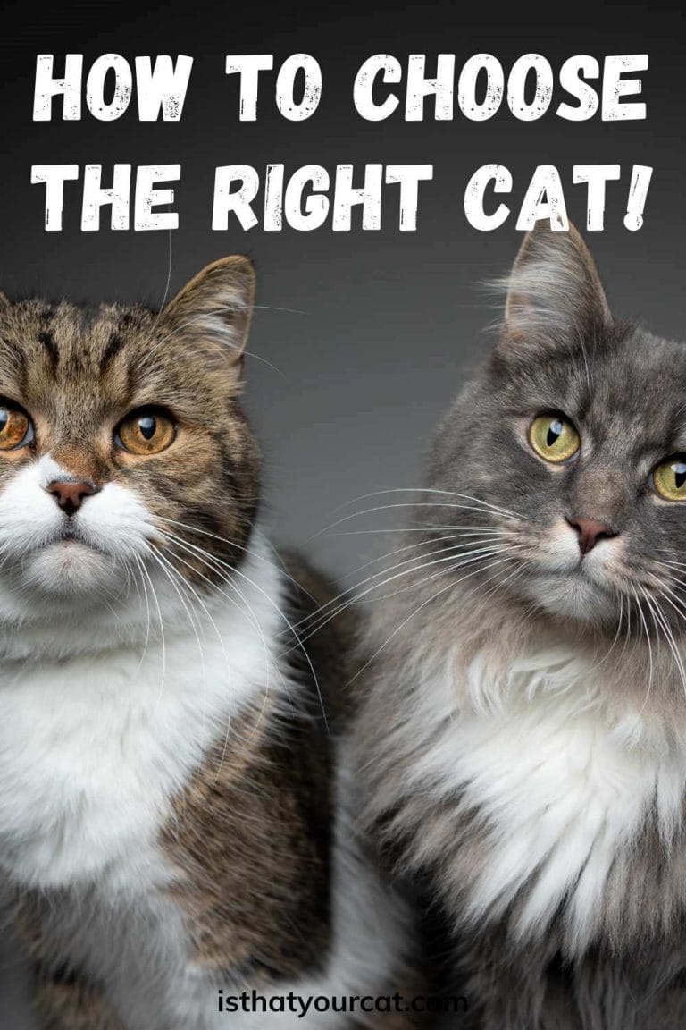 How To Choose The Right Cat - Find Your Perfect Feline Companion