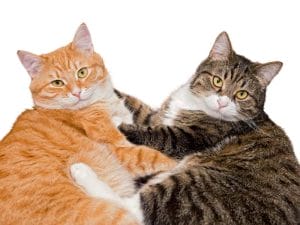 How To Choose The Right Cat - Find Your Perfect Feline Companion