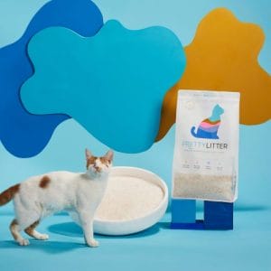 14 Different Types Of Cat Litter