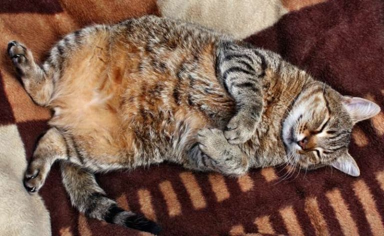 The Longevity Advantage: Do Indoor Cats Live Longer?