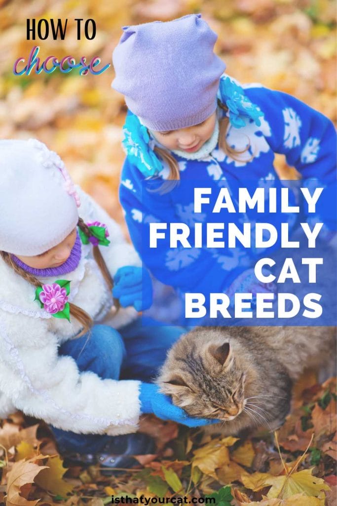 15 Sociable Family Friendly Cat Breeds For My Young Family