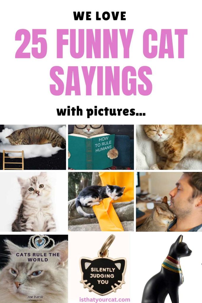 Favorite, Popular And Funny Cat Sayings With Photos | Fun