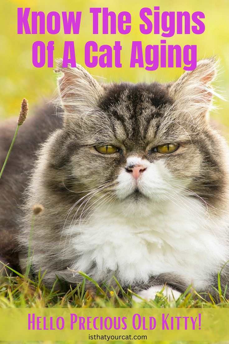 12 Telltale Signs Of A Cat Aging That Are Not Always Obvious
