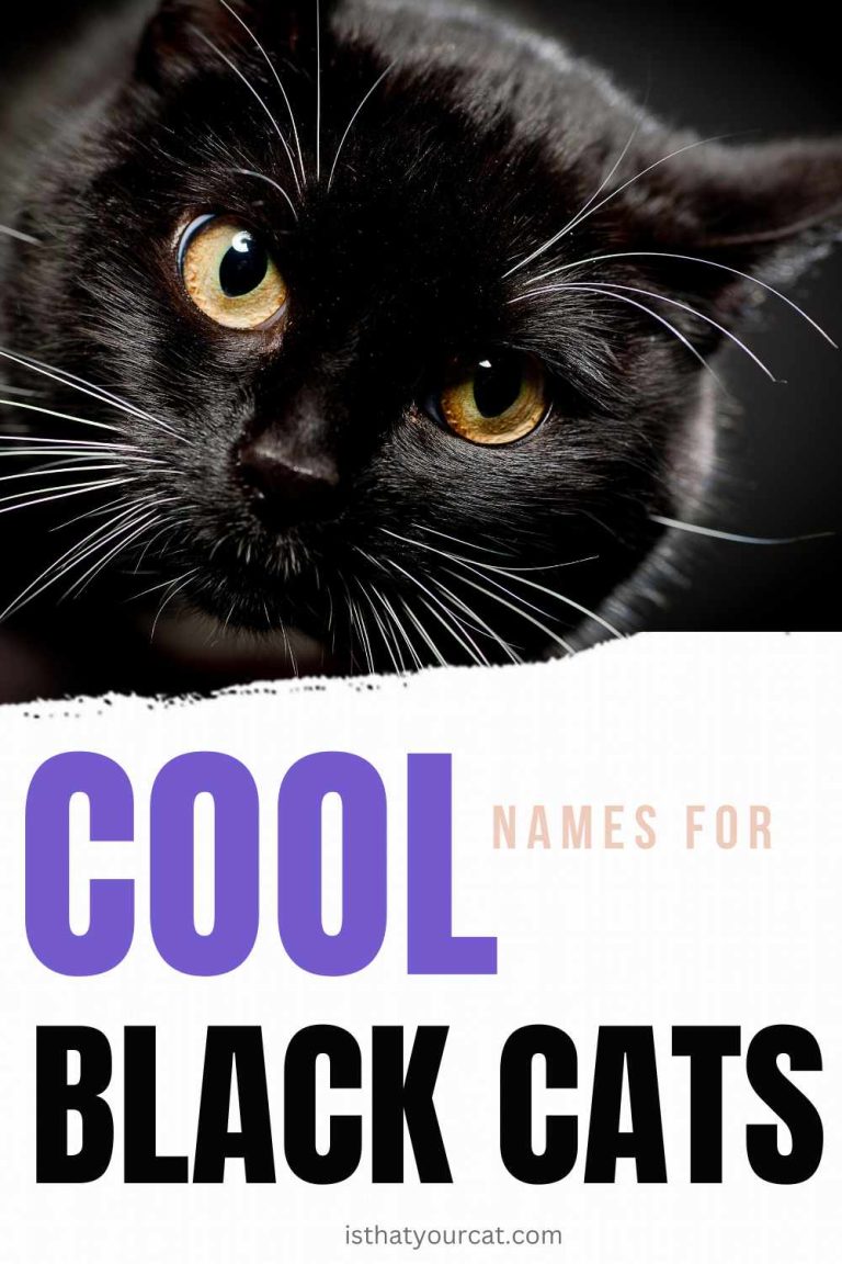 Get Inspired With More Than 90 Unique Black Cat Names!