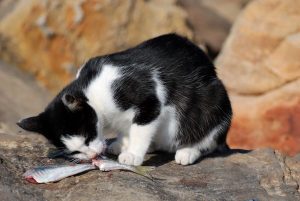 What Fish Based Cat Food Is The Best?