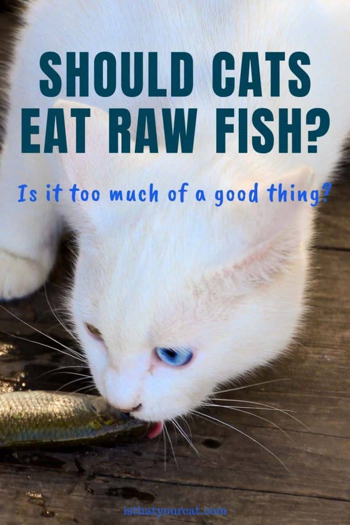 Should Cats Eat Raw Fish? I Think So But I’m Not Sure!