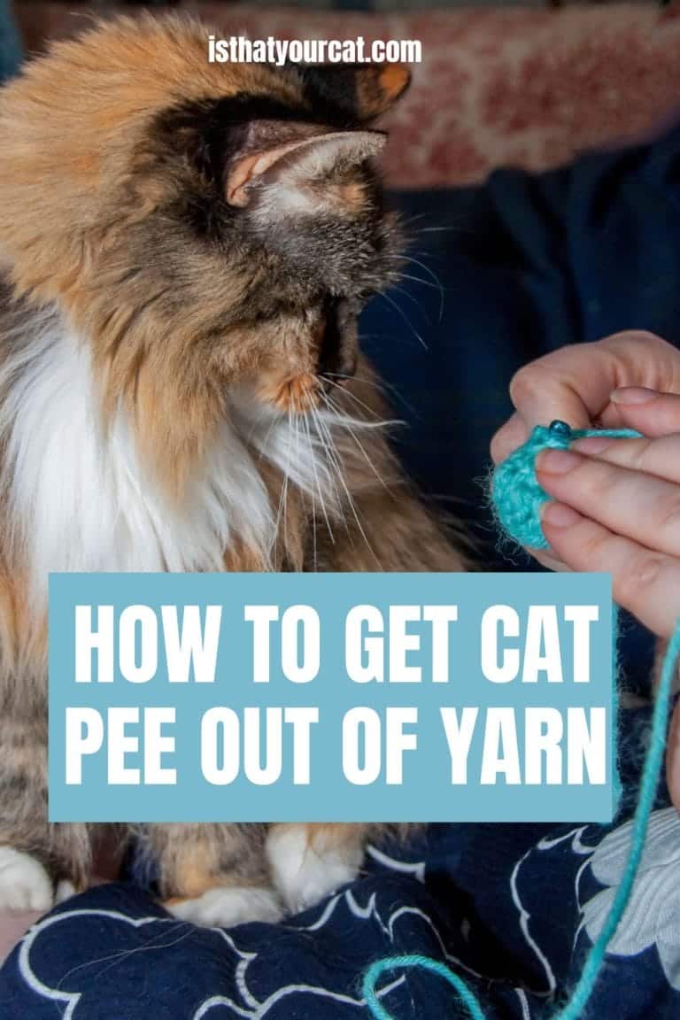 This Is How To Get Cat Pee Out Of Yarn Successfully
