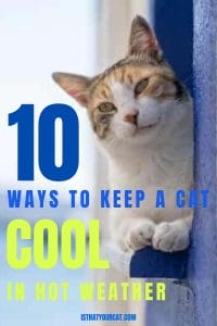 10 Ways To Keep Your Cat Cool In Hot Weather!
